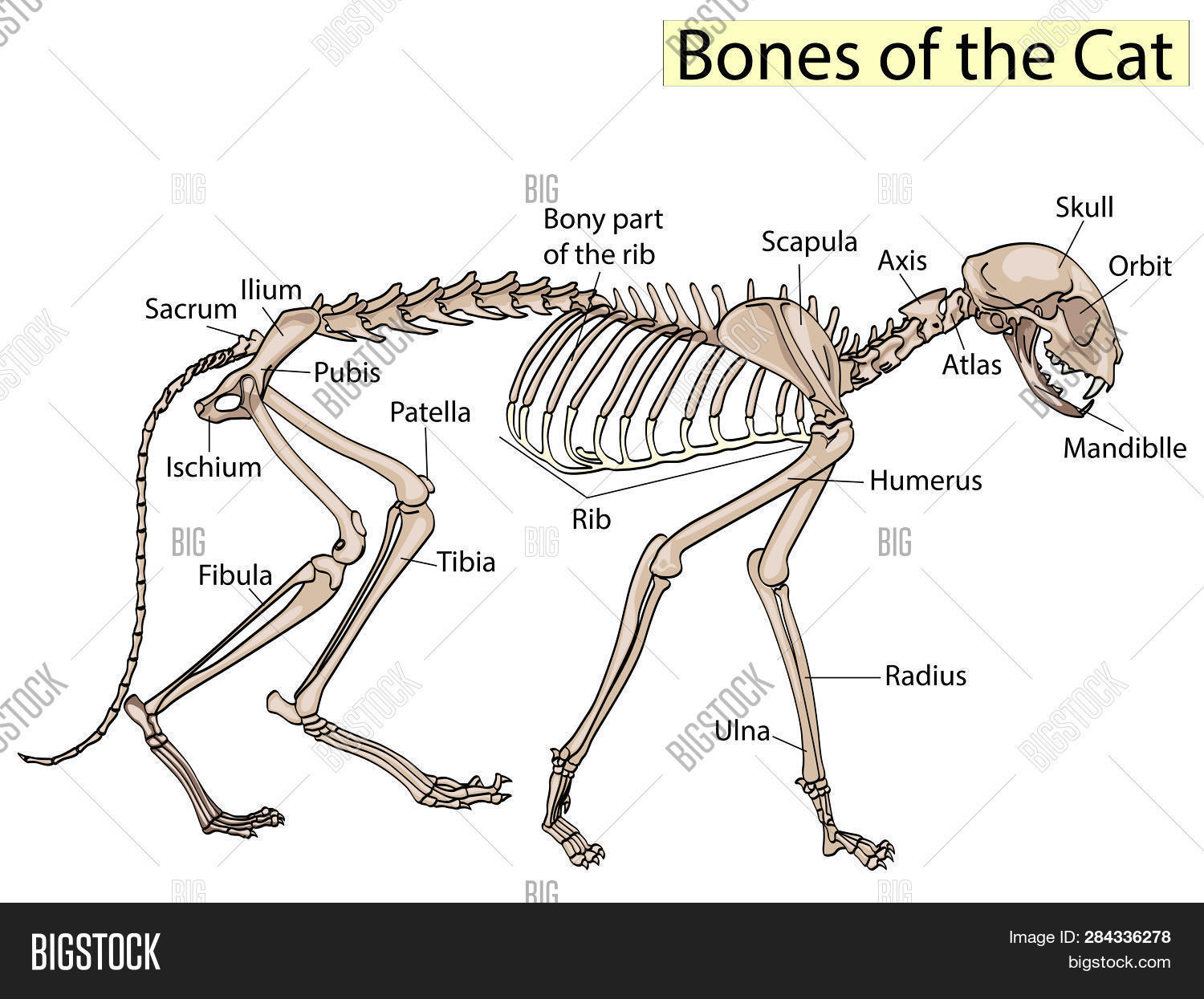 Cat Skeleton Image & Photo (Free Trial) | Bigstock