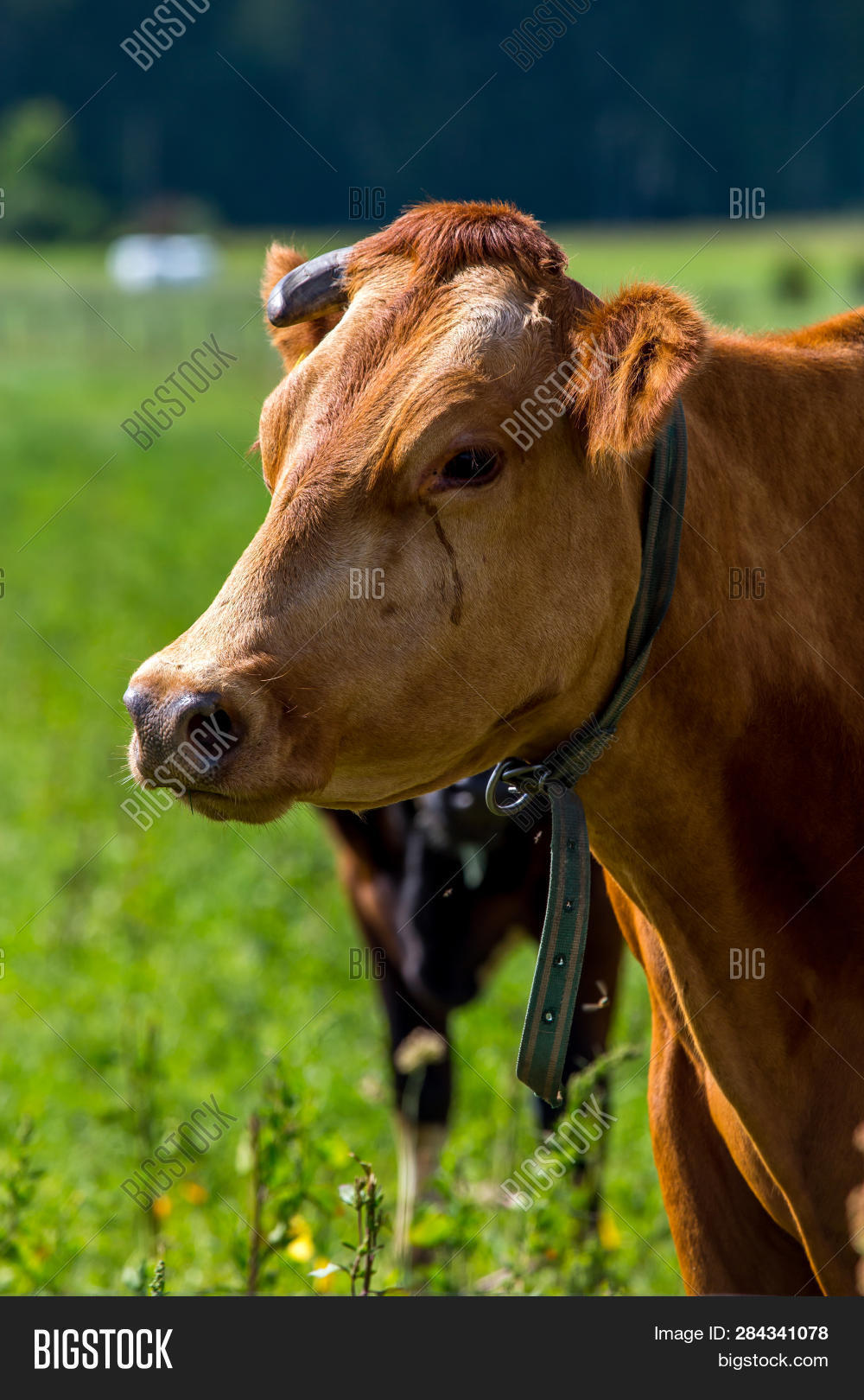 Dairy Cow Pasture Image & Photo (Free Trial) | Bigstock