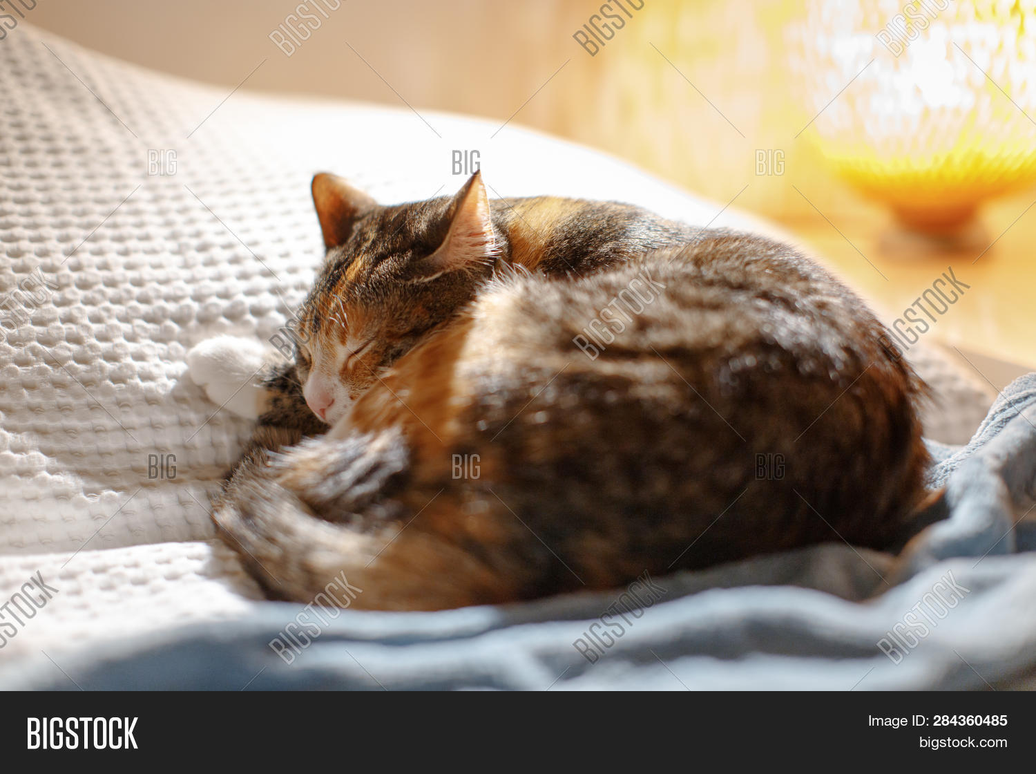 Tabby Cat Sleeping Image & Photo (Free Trial) | Bigstock