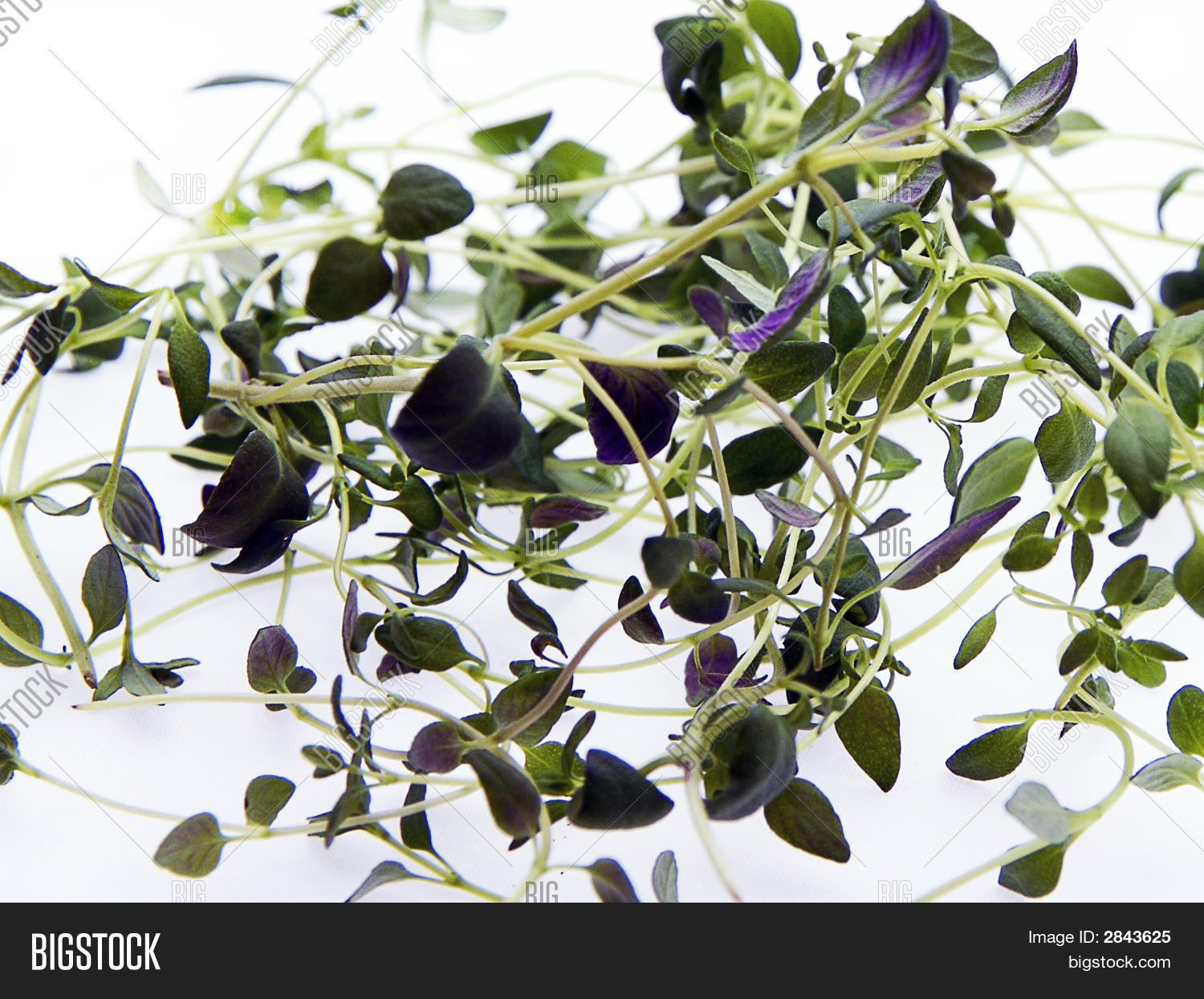 Thyme Image & Photo (Free Trial) | Bigstock