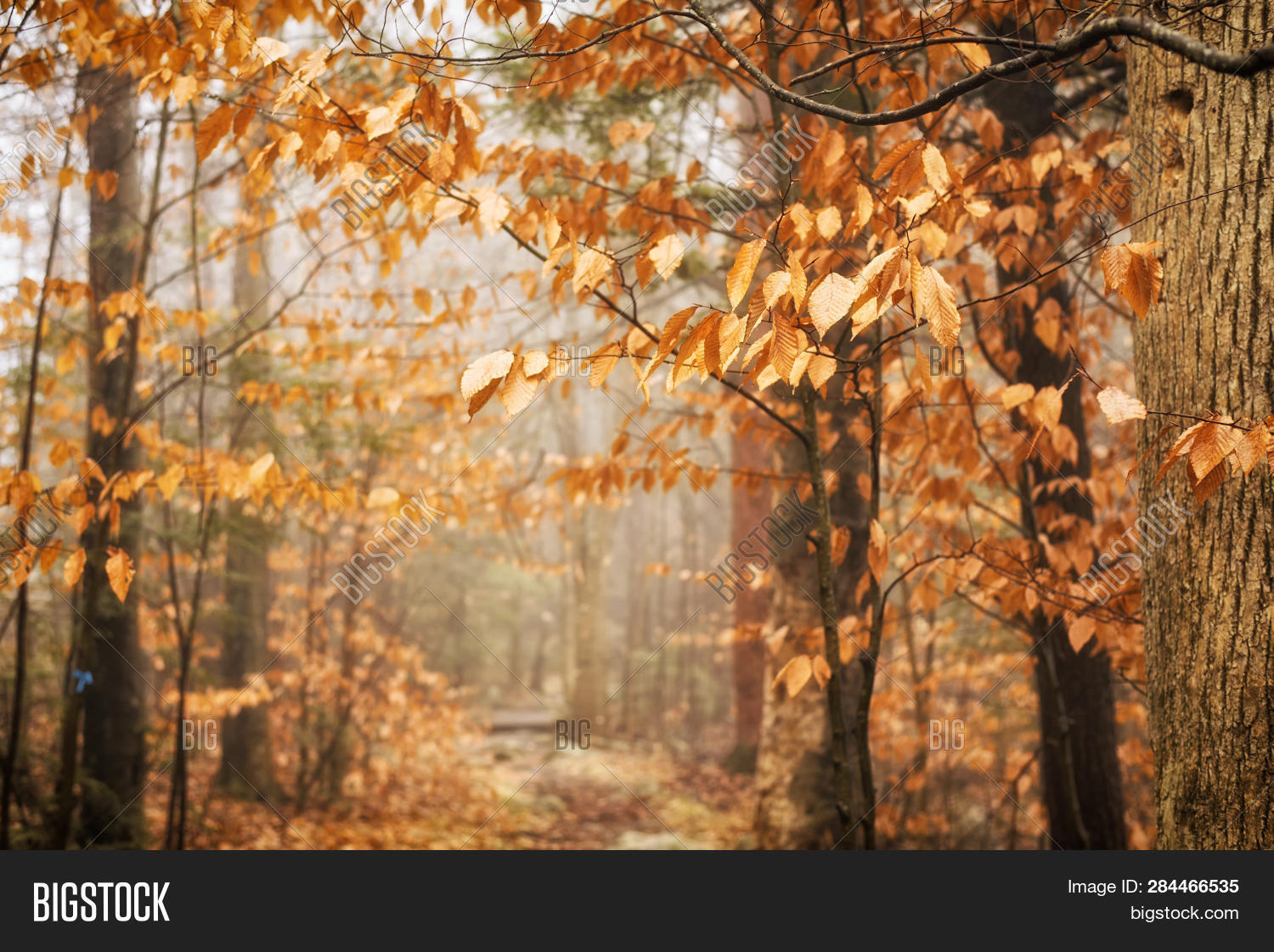 American Beech Trees Image & Photo (Free Trial) | Bigstock