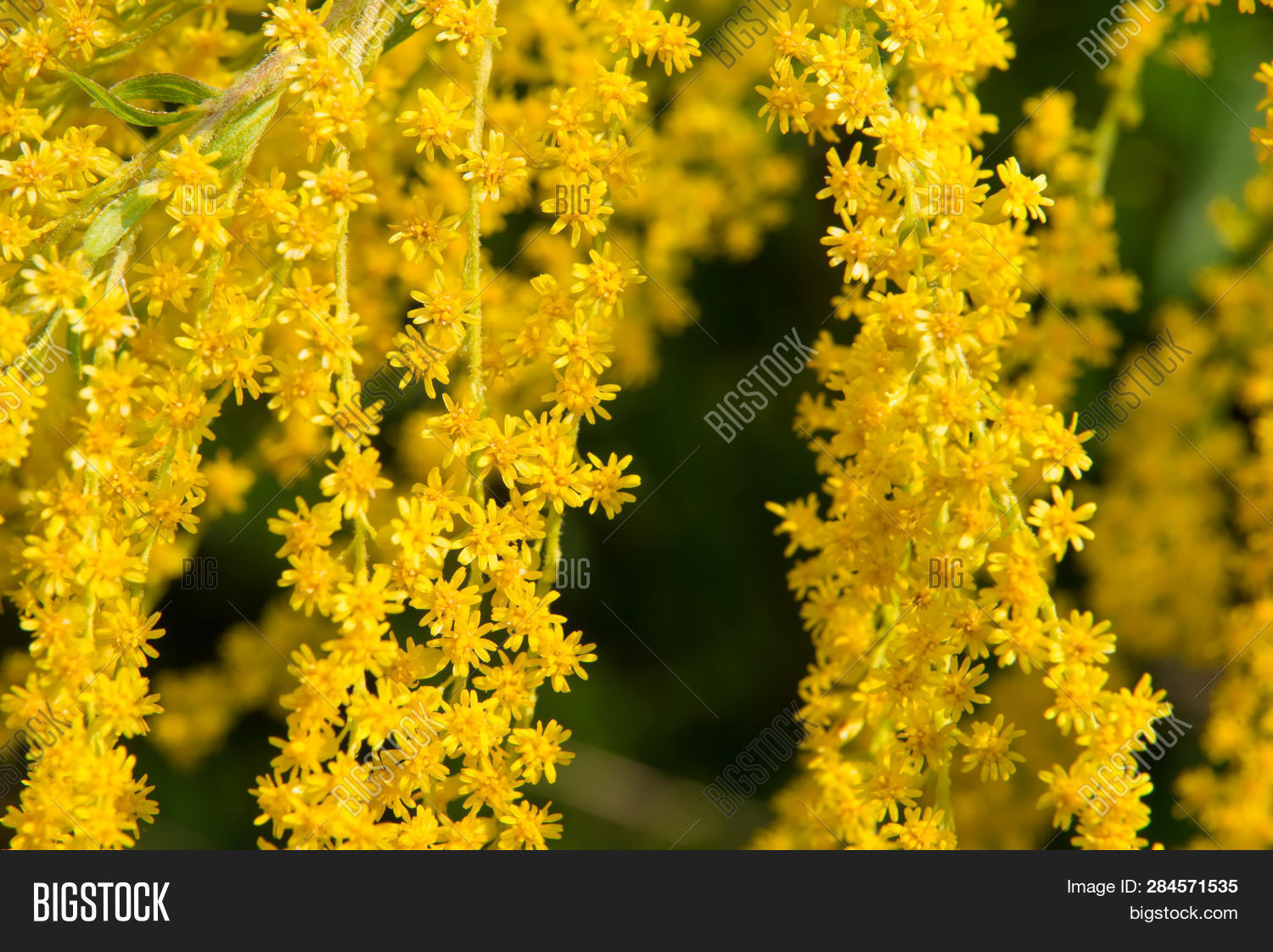 Solidago Virgaurea ( Image & Photo (Free Trial) | Bigstock