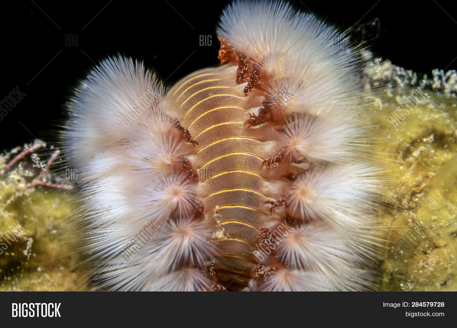 Bearded Fireworm, Image & Photo (Free Trial) | Bigstock