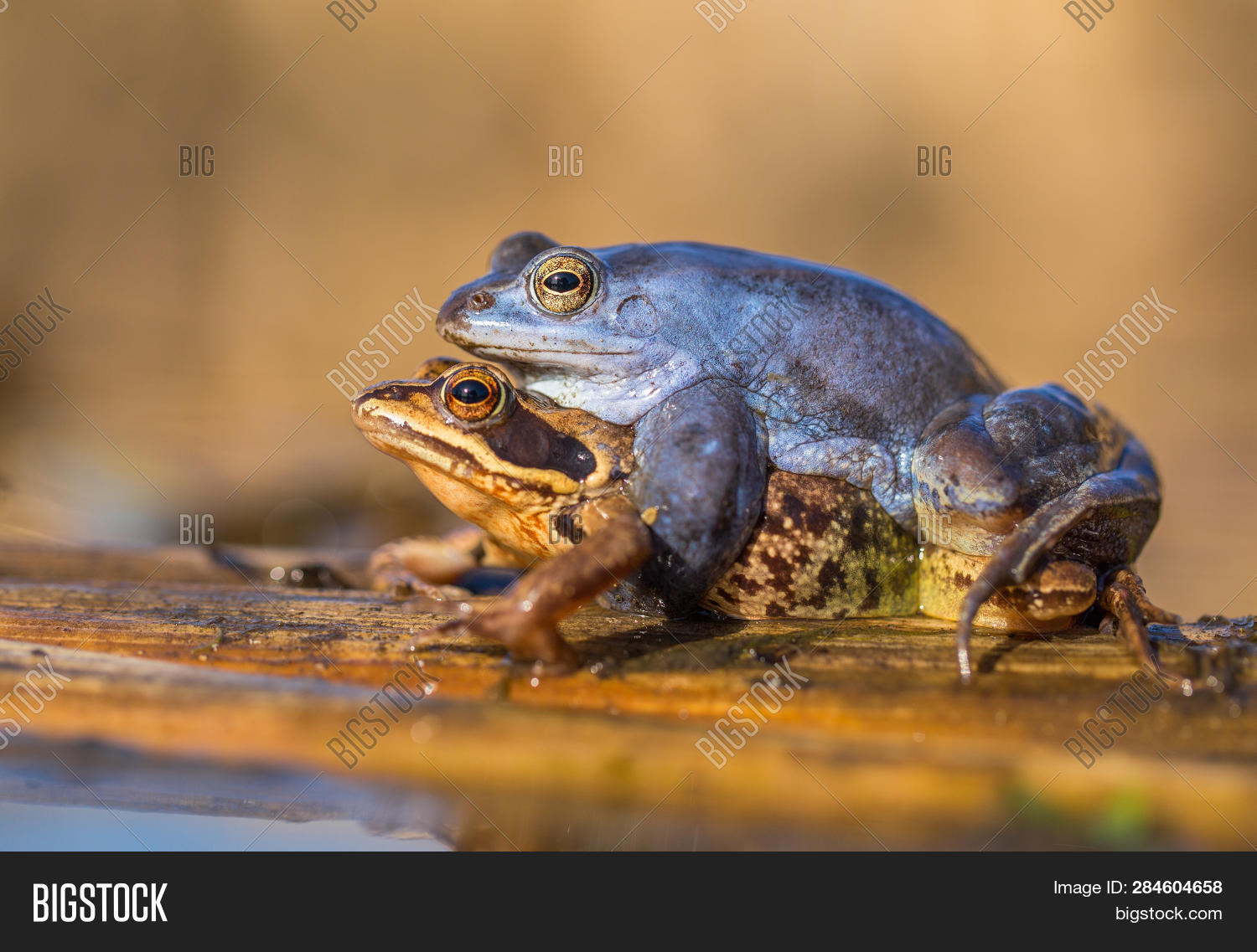 Mating Moor Frog Rana Image & Photo (Free Trial) | Bigstock