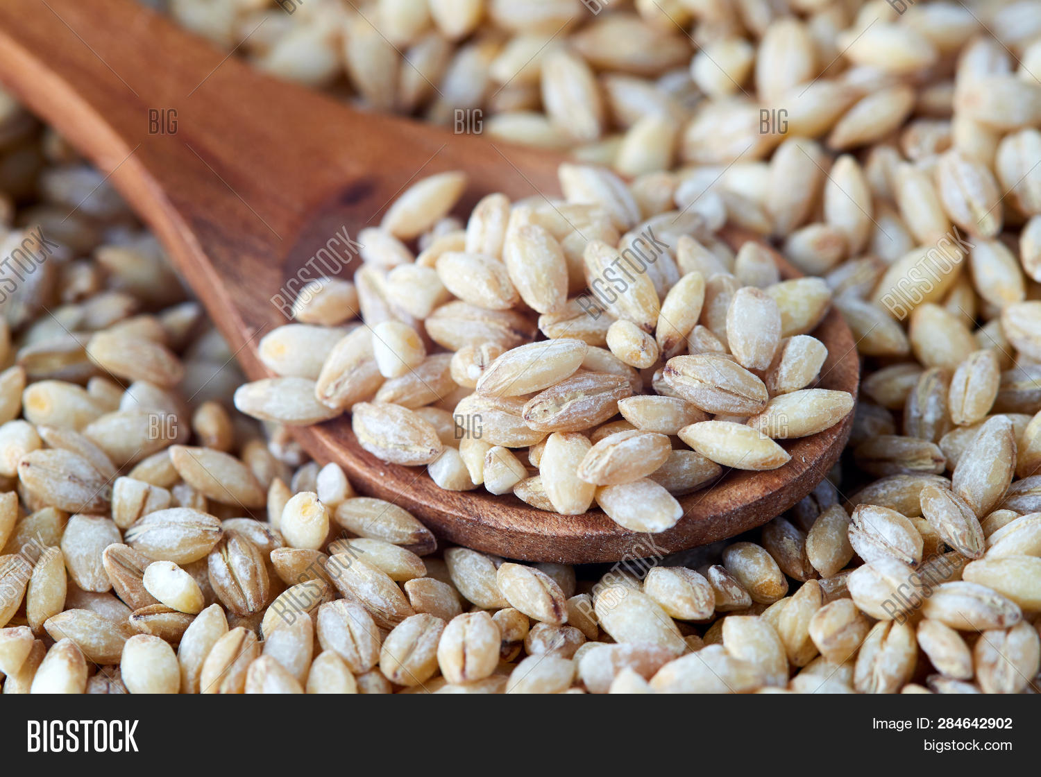 Raw Barley Grain ( Image & Photo (Free Trial) | Bigstock