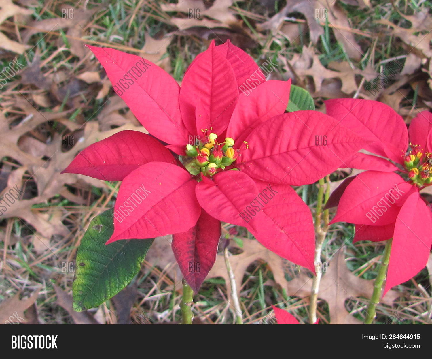 Bright Pink Poinsetta Image & Photo (Free Trial) | Bigstock