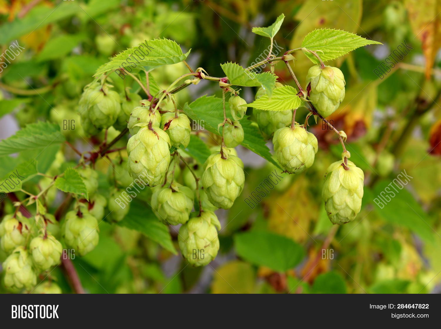 Common Hop Humulus Image & Photo (Free Trial) | Bigstock