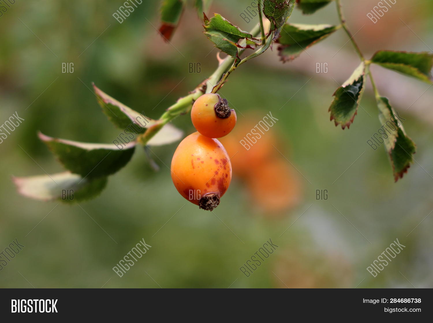 Two Rose Hip Rosehip Image & Photo (Free Trial) | Bigstock