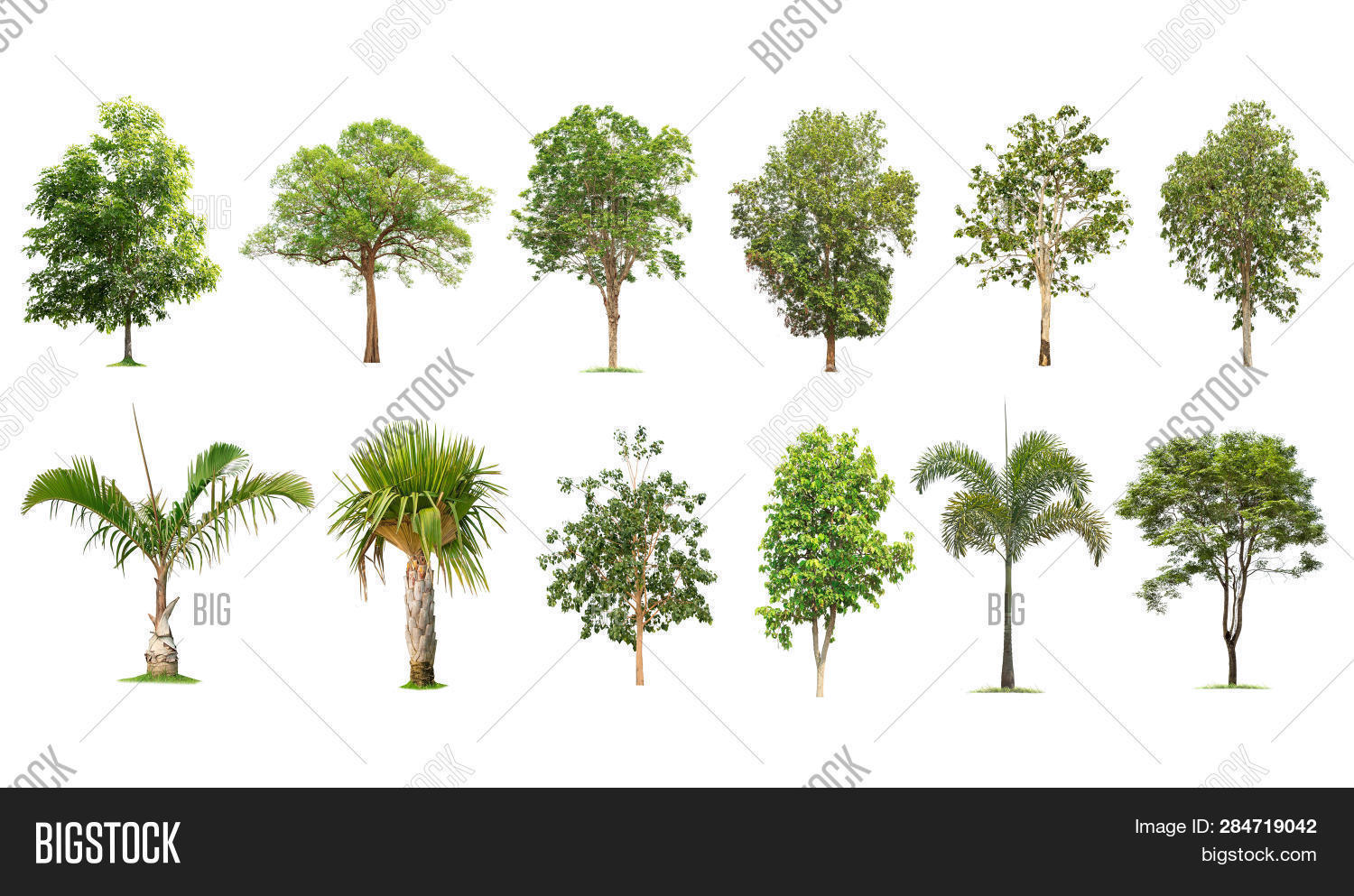 Isolated Big Tree On Image & Photo (Free Trial) | Bigstock