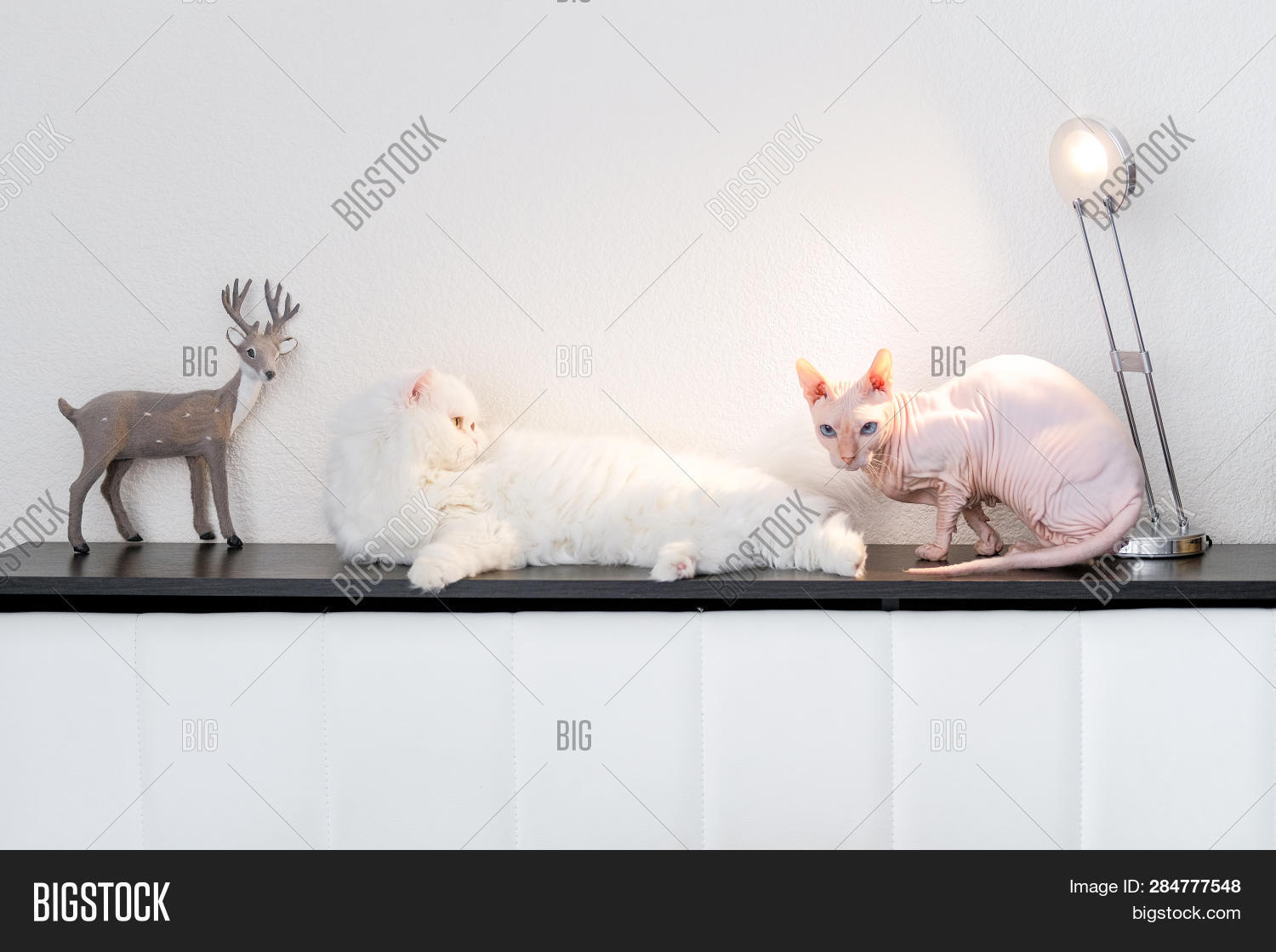 Two Cats Home Love Image & Photo (Free Trial) | Bigstock