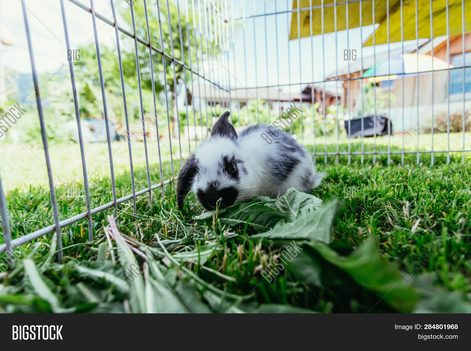 Cute Little Bunny Image & Photo (Free Trial) | Bigstock