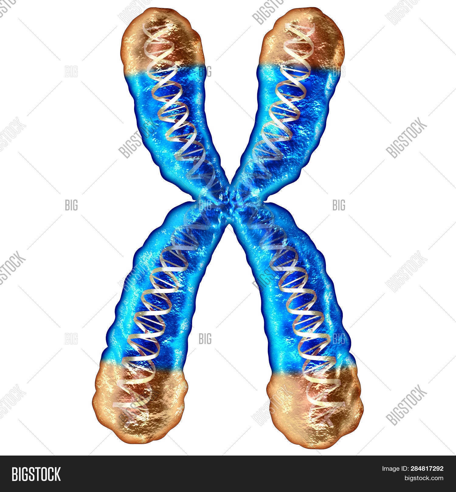 Telomere Concept Image & Photo (Free Trial) | Bigstock