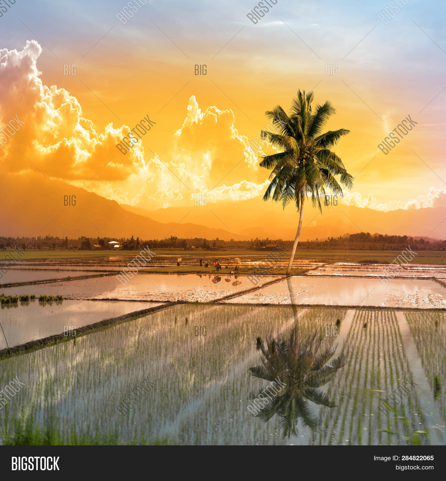 Single Palm Tree Paddy Image & Photo (Free Trial) | Bigstock