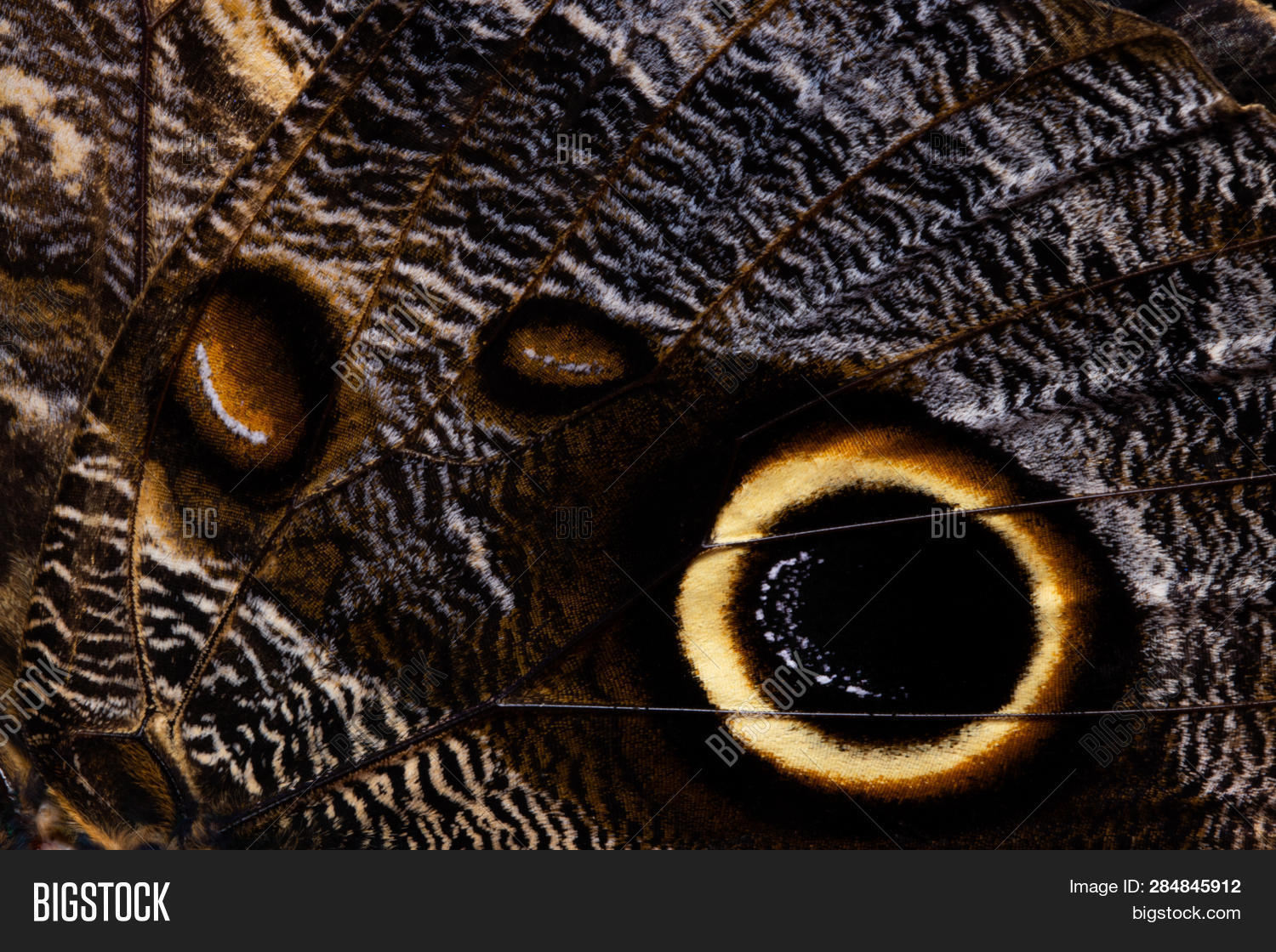 Butterfly Wing Texture Image & Photo (Free Trial) | Bigstock