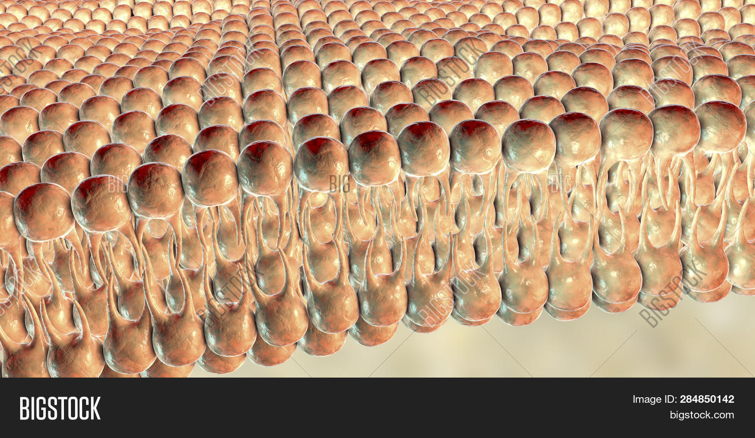 Cell Membrane, Lipid Image & Photo (Free Trial) | Bigstock