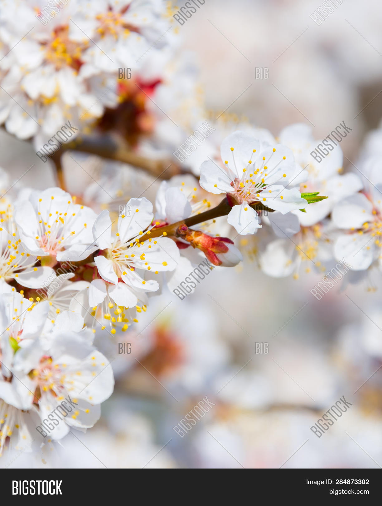 Branch Blossom Flowers Image & Photo (Free Trial) | Bigstock