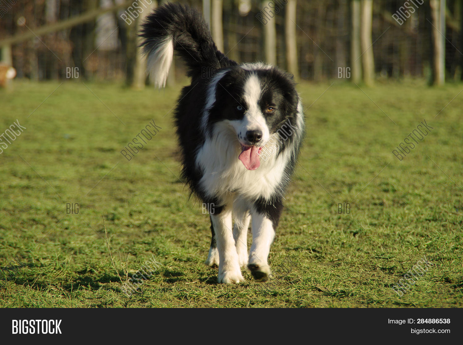 Boder Collie - Happy Image & Photo (Free Trial) | Bigstock