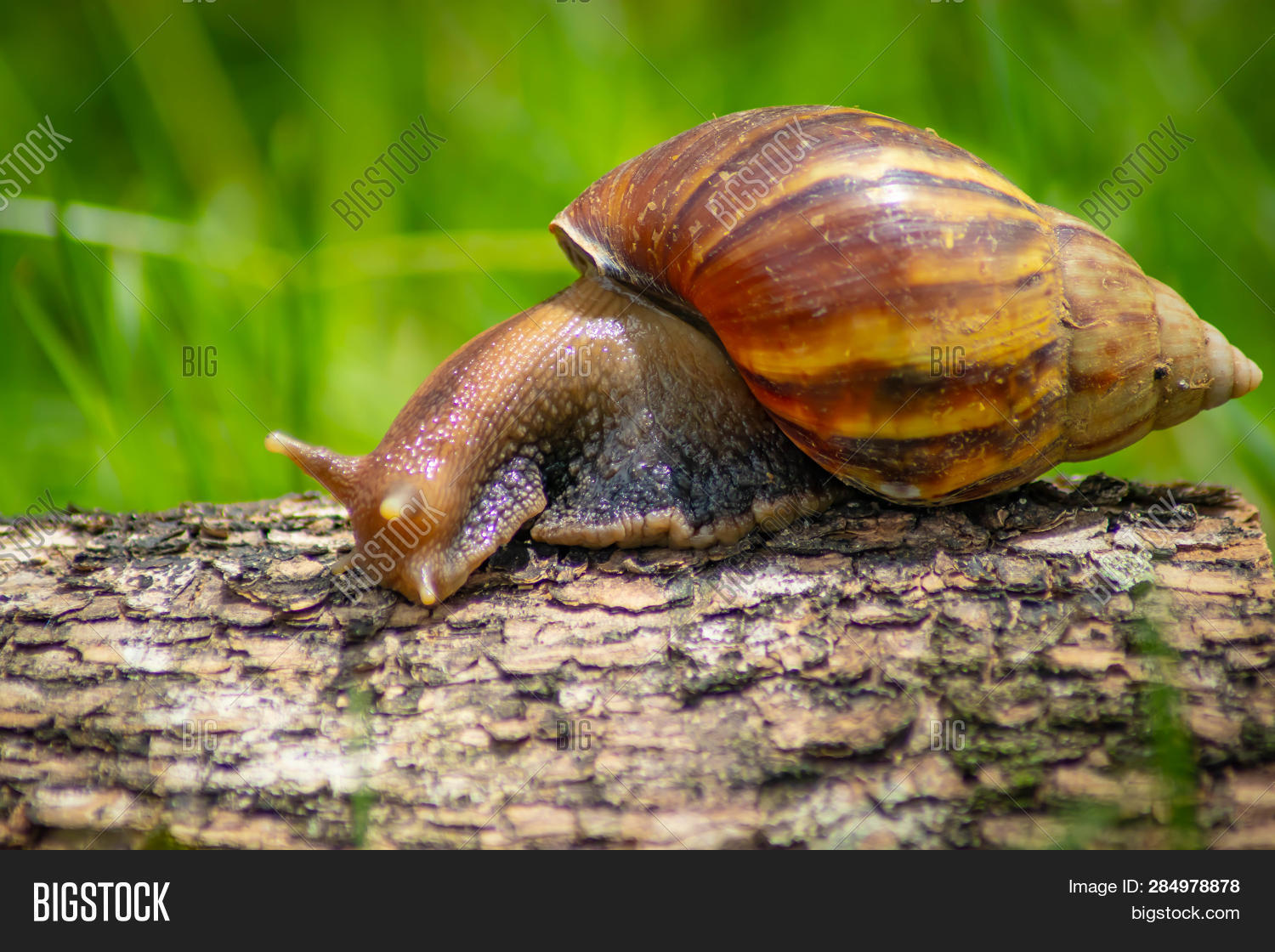 Snail Crawling Along Image & Photo (Free Trial) | Bigstock