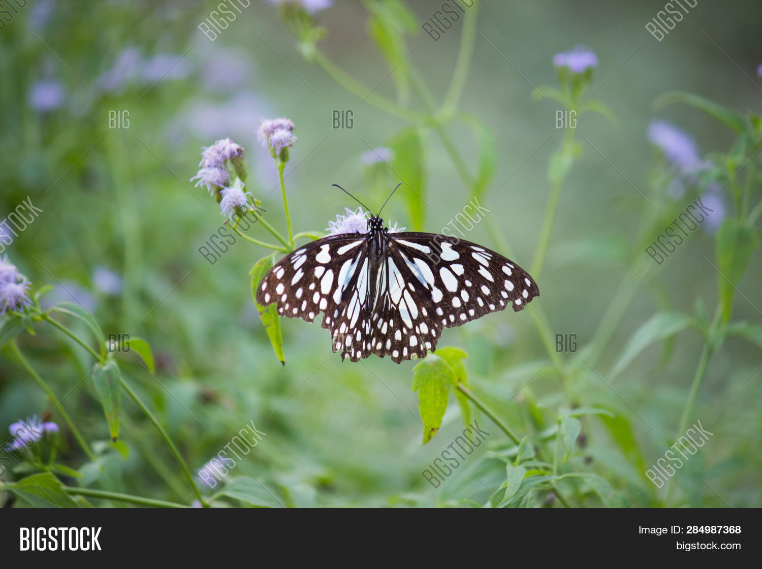 Beautiful Blue Spotted Image & Photo (Free Trial) | Bigstock