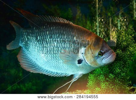 Giant Red Tail Gourami Image & Photo (Free Trial) | Bigstock