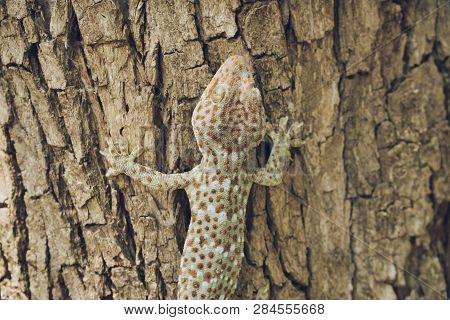 Tokay Gecko Climbing Image & Photo (Free Trial) | Bigstock