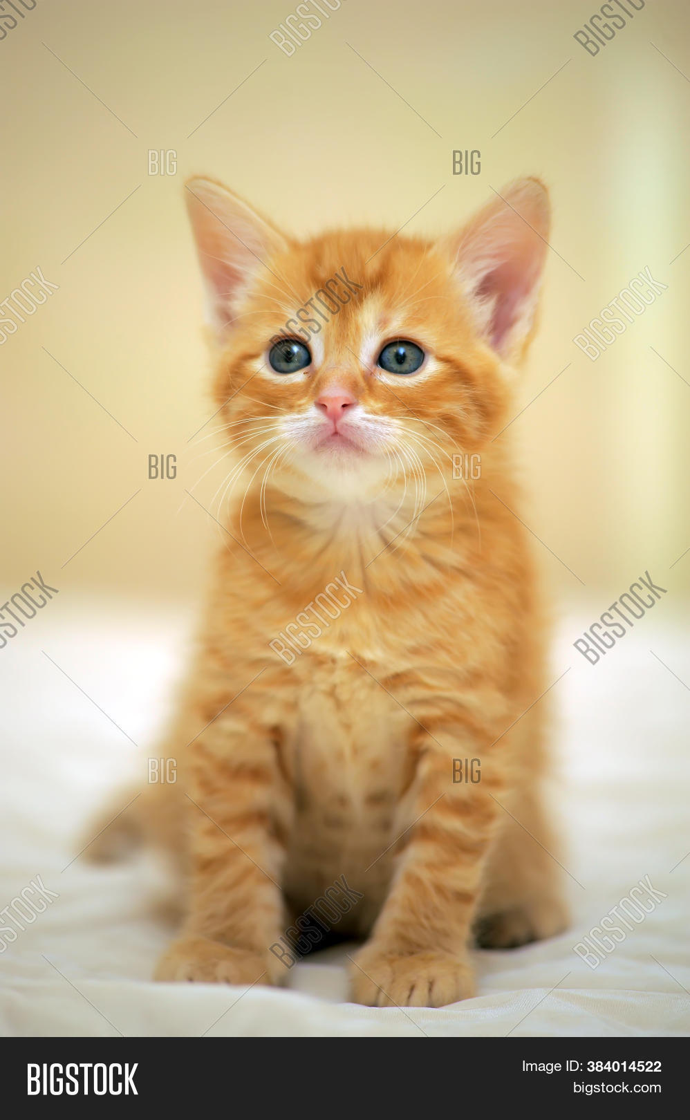 Fluffy Redhead Kitten Image & Photo (Free Trial) | Bigstock