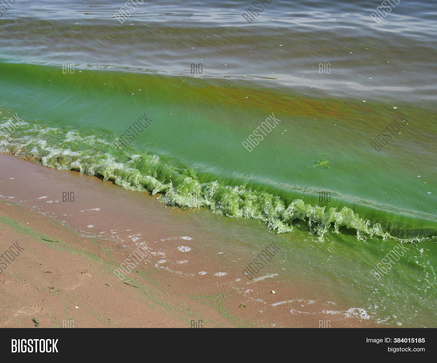 Green Algae On Surface Image & Photo (Free Trial) | Bigstock