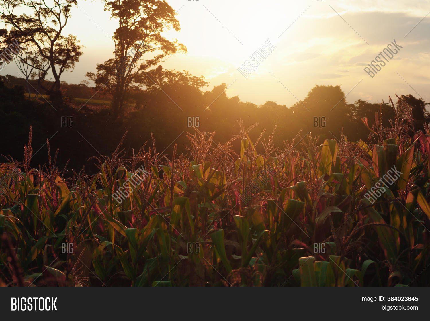 Sunset On Corn Field Image & Photo (Free Trial) | Bigstock