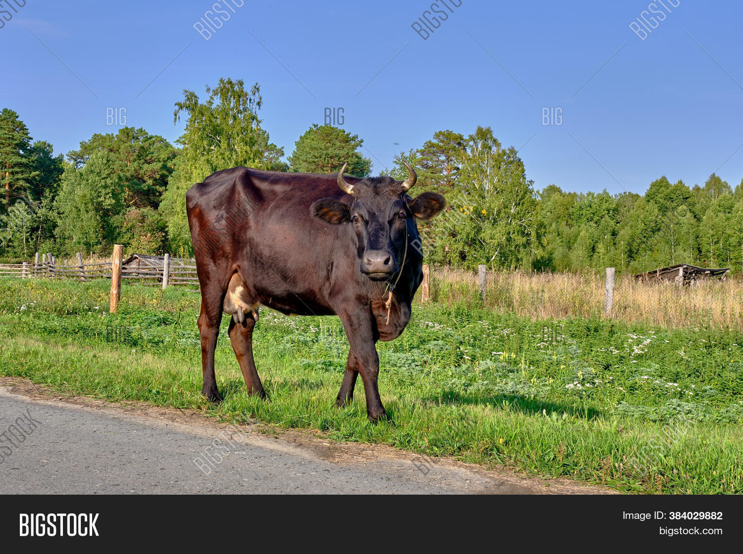Portrait Black Cow On Image & Photo (Free Trial) | Bigstock