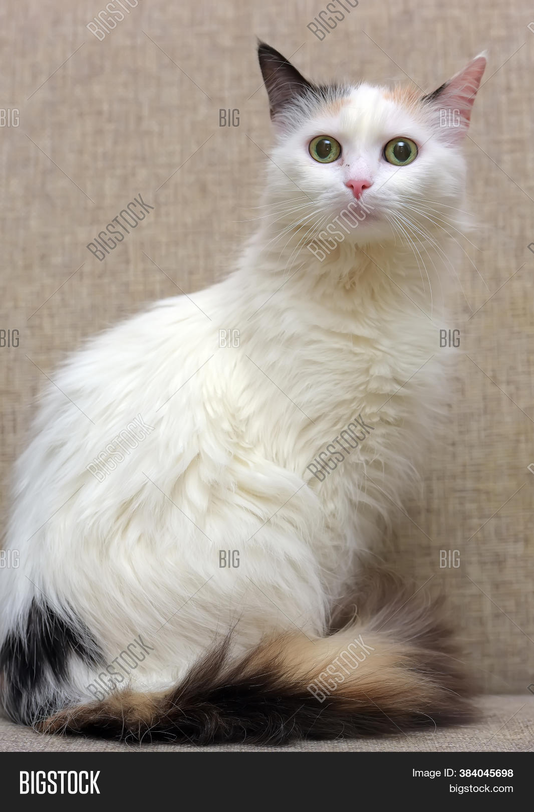 Fluffy Three-colored Image & Photo (Free Trial) | Bigstock