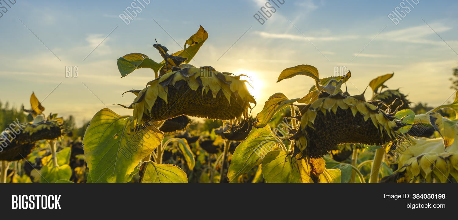 Banner Sunflower Image & Photo (Free Trial) | Bigstock