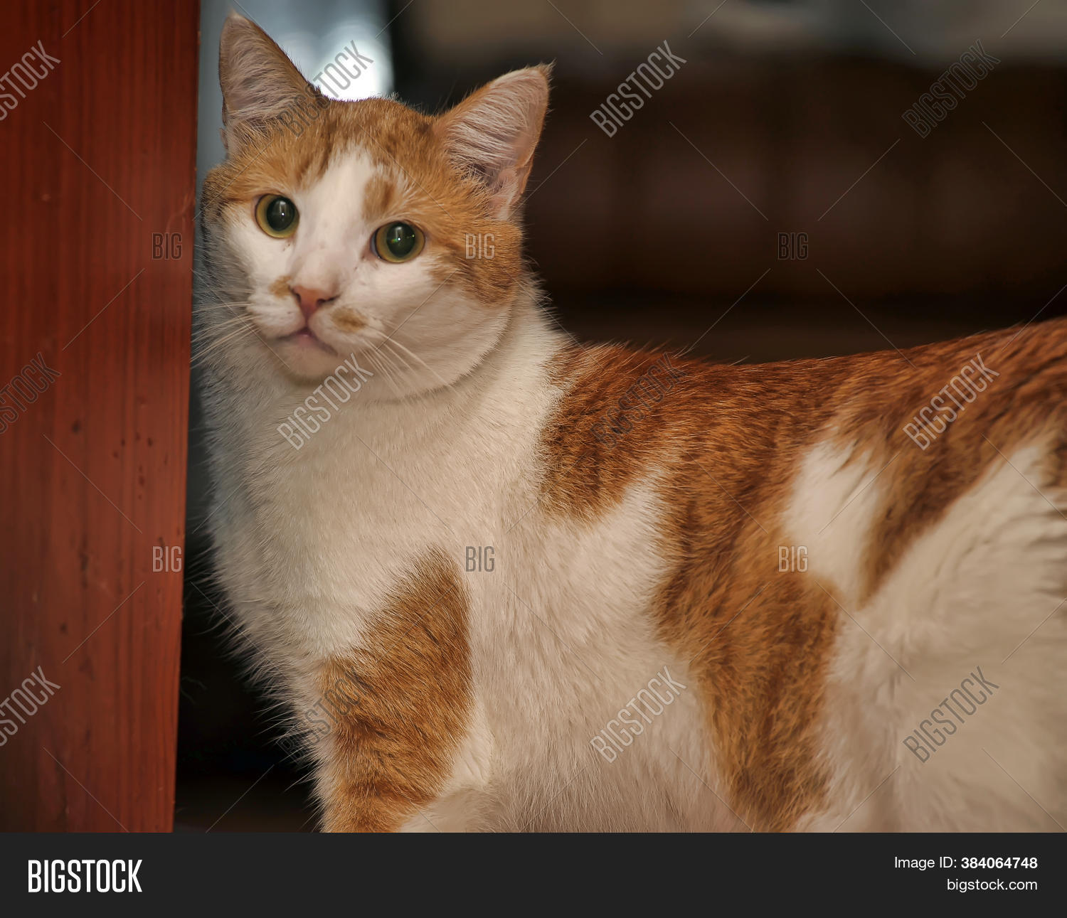 Red White Cat Home On Image & Photo (Free Trial) | Bigstock