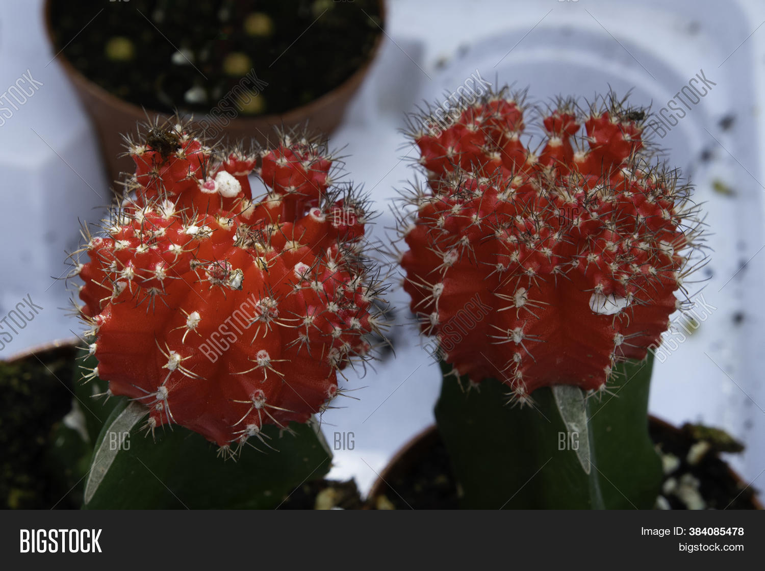 Moon Cactus Moon Image & Photo (Free Trial) | Bigstock