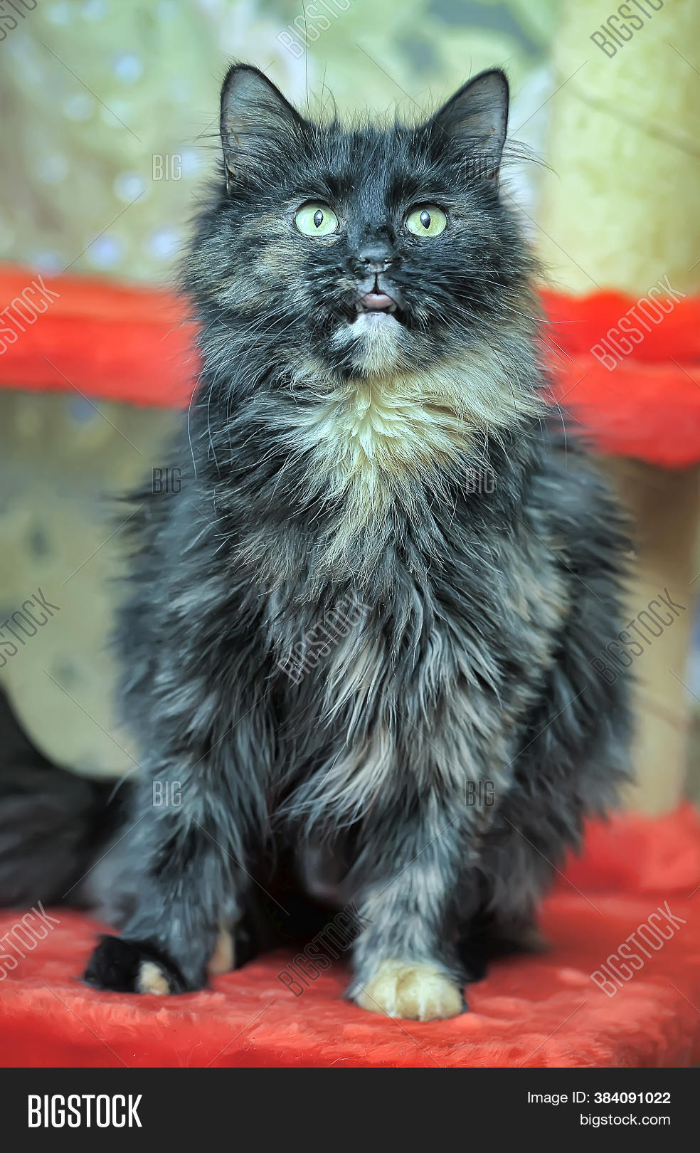 Black Red Cat Image & Photo (Free Trial) | Bigstock