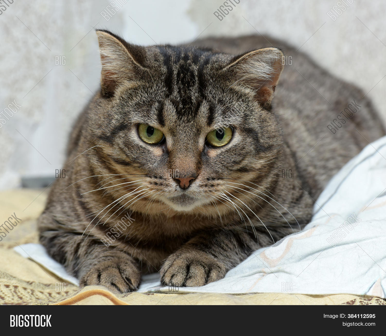 Sad Tabby Cat Shelter Image & Photo (Free Trial) | Bigstock