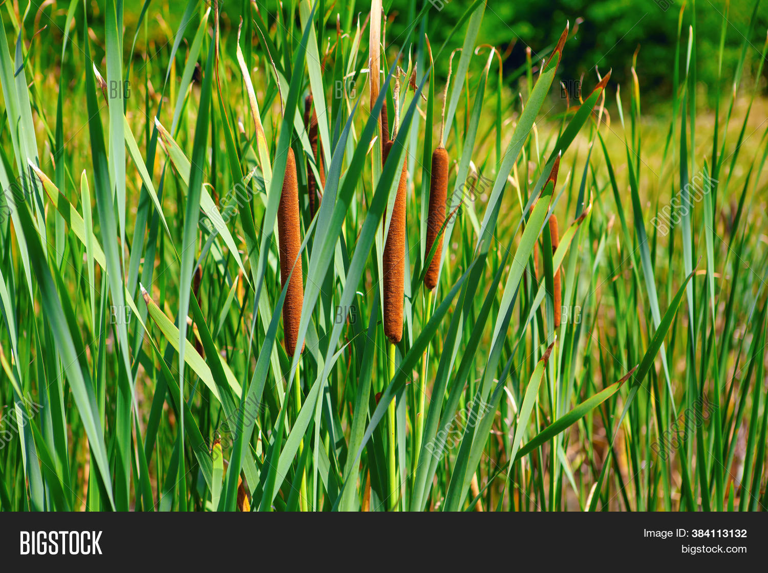 Typha Herbaceous Plant Image & Photo (Free Trial) | Bigstock