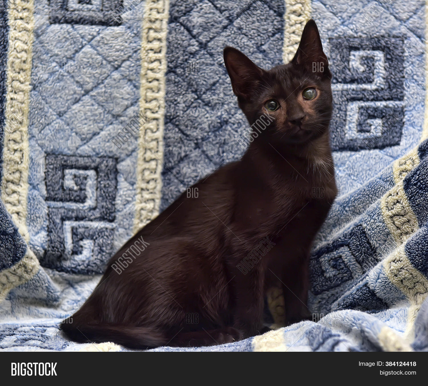 Fat Black Bombay Cat Image & Photo (Free Trial) | Bigstock