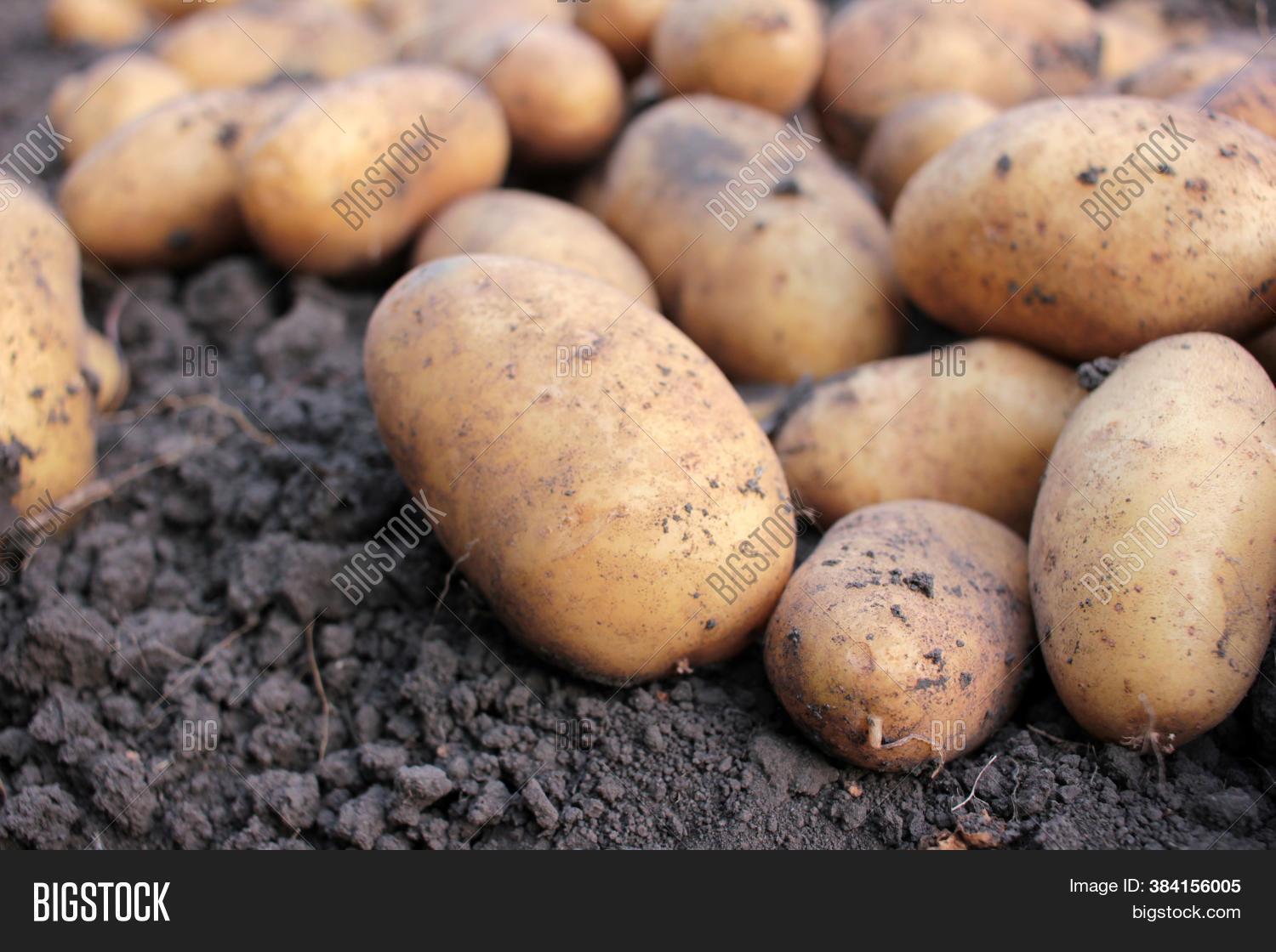 Freshly Dug Organic Image & Photo (Free Trial) | Bigstock