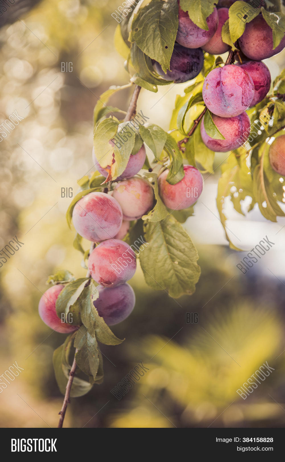 Garden Plum Tree. Image & Photo (Free Trial) | Bigstock