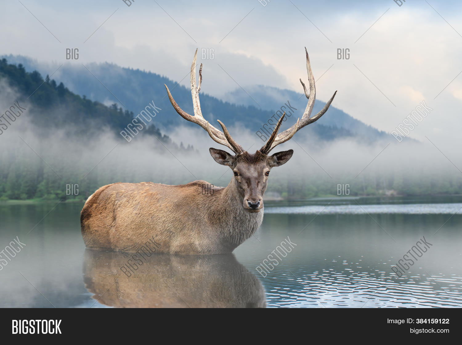 Beautiful Deer Stag Image & Photo (Free Trial) | Bigstock