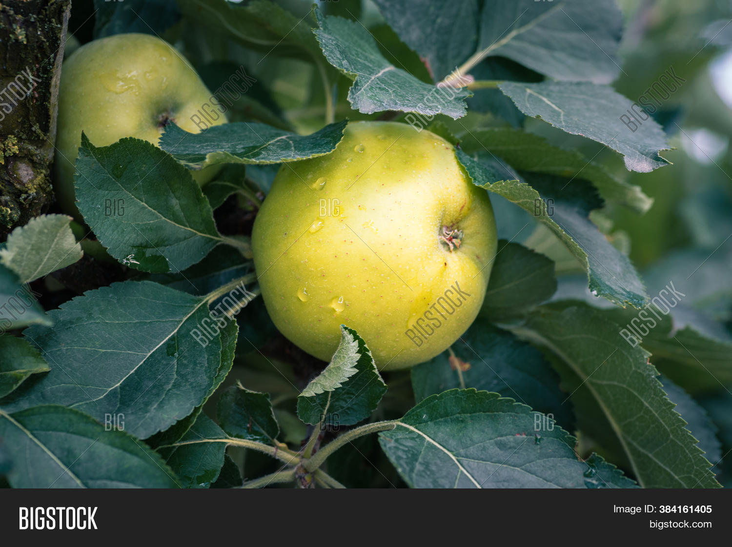Apple Tree. Reinette Image & Photo (Free Trial) | Bigstock