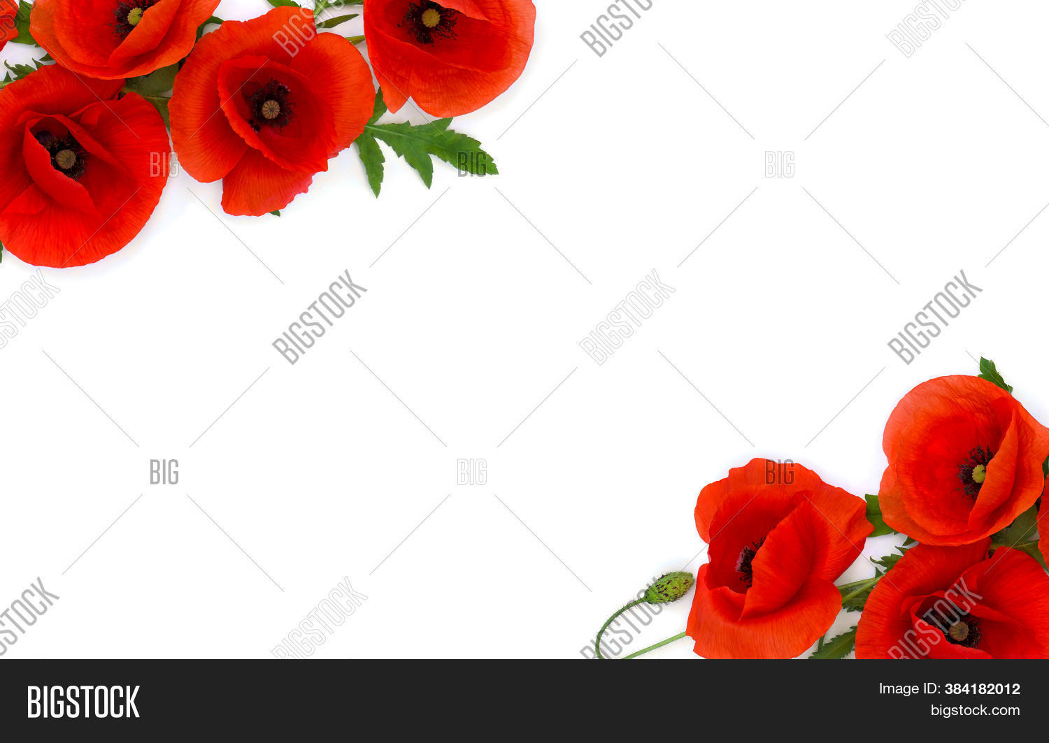 Frame Flowers Red Image & Photo (Free Trial) | Bigstock