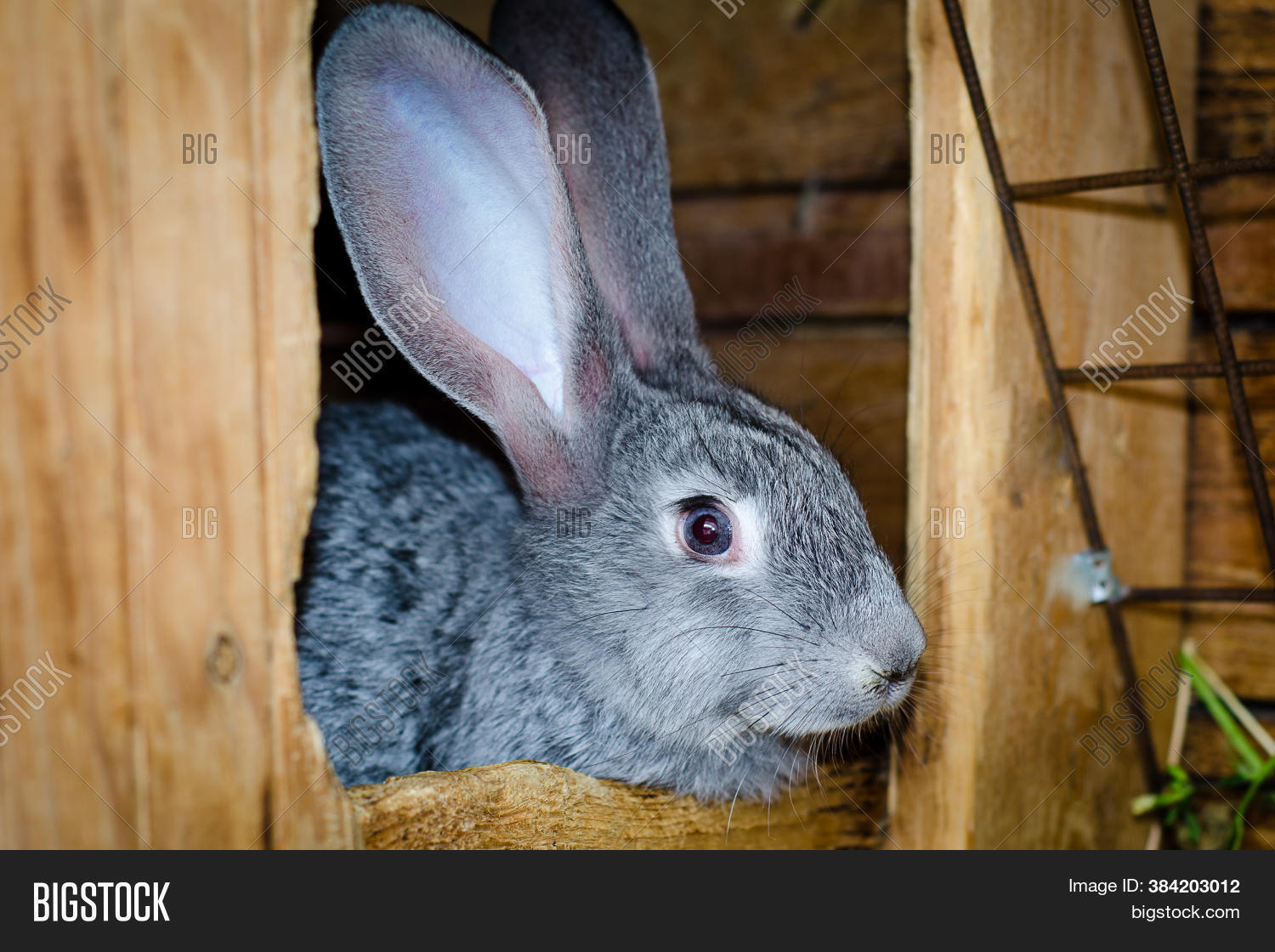Grey Rabbit Wooden Image & Photo (Free Trial) | Bigstock