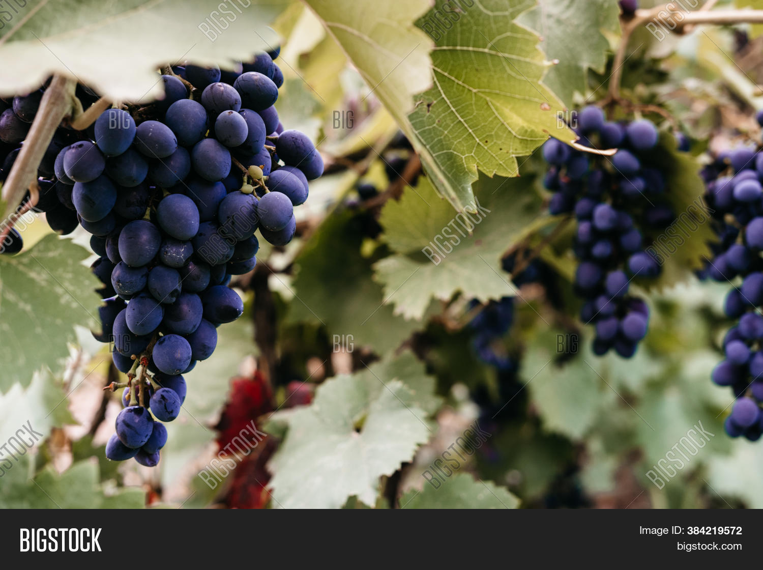 Ripe Red Grapes Hang Image & Photo (Free Trial) | Bigstock