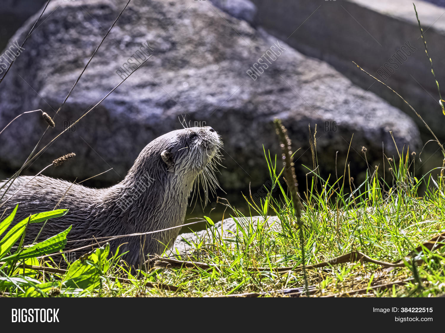 Lutra Lutra Known Image & Photo (Free Trial) | Bigstock