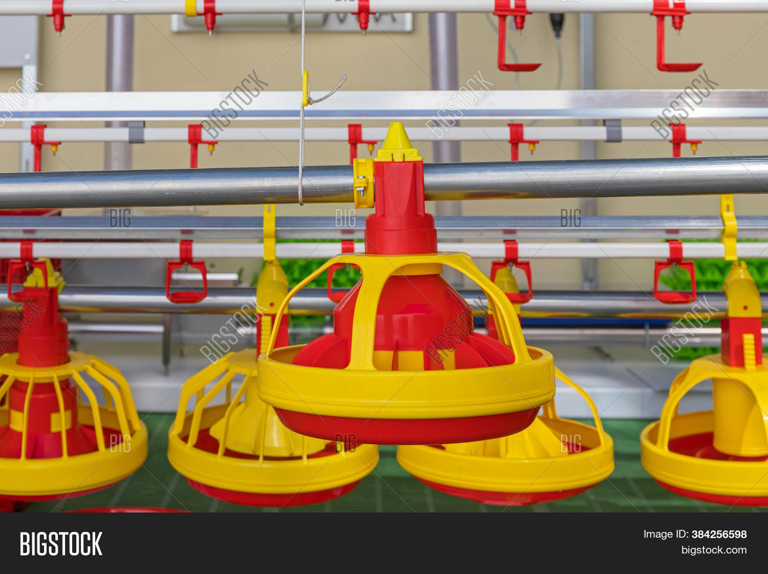 Plastic Hopper Chicken Image & Photo (Free Trial) | Bigstock