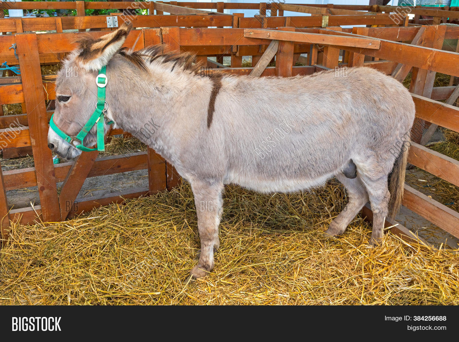 One Grey Donkey Image & Photo (Free Trial) | Bigstock