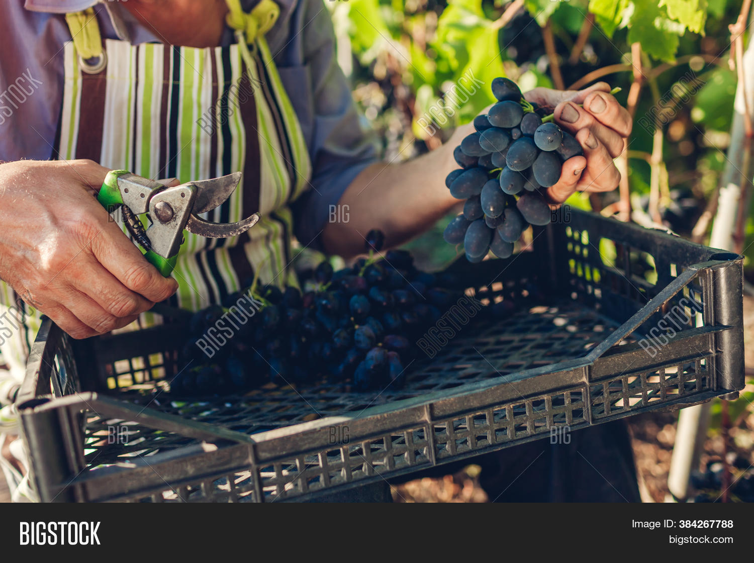 Farmer Picking Crop Image & Photo (Free Trial) | Bigstock