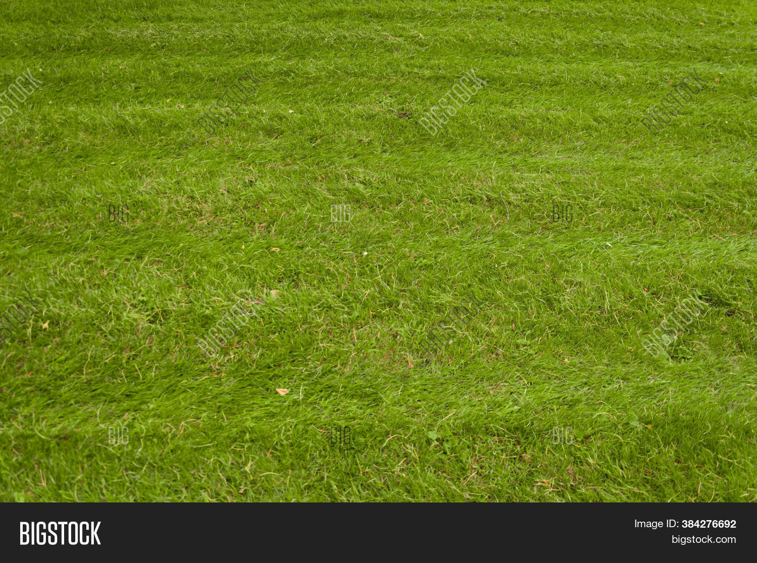 Surface Lawn, Texture Image & Photo (Free Trial) | Bigstock