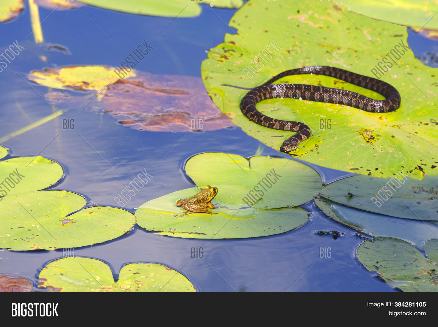 Water Snake Crawls On Image & Photo (Free Trial) | Bigstock